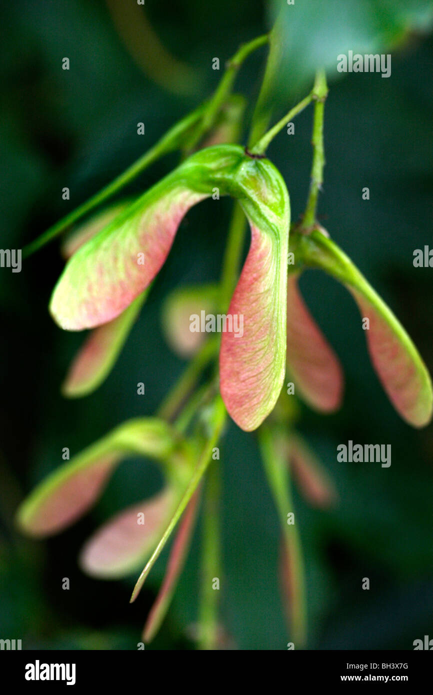 Seed wings from Sycamore (Acer pseudoplatanus Stock Photo - Alamy