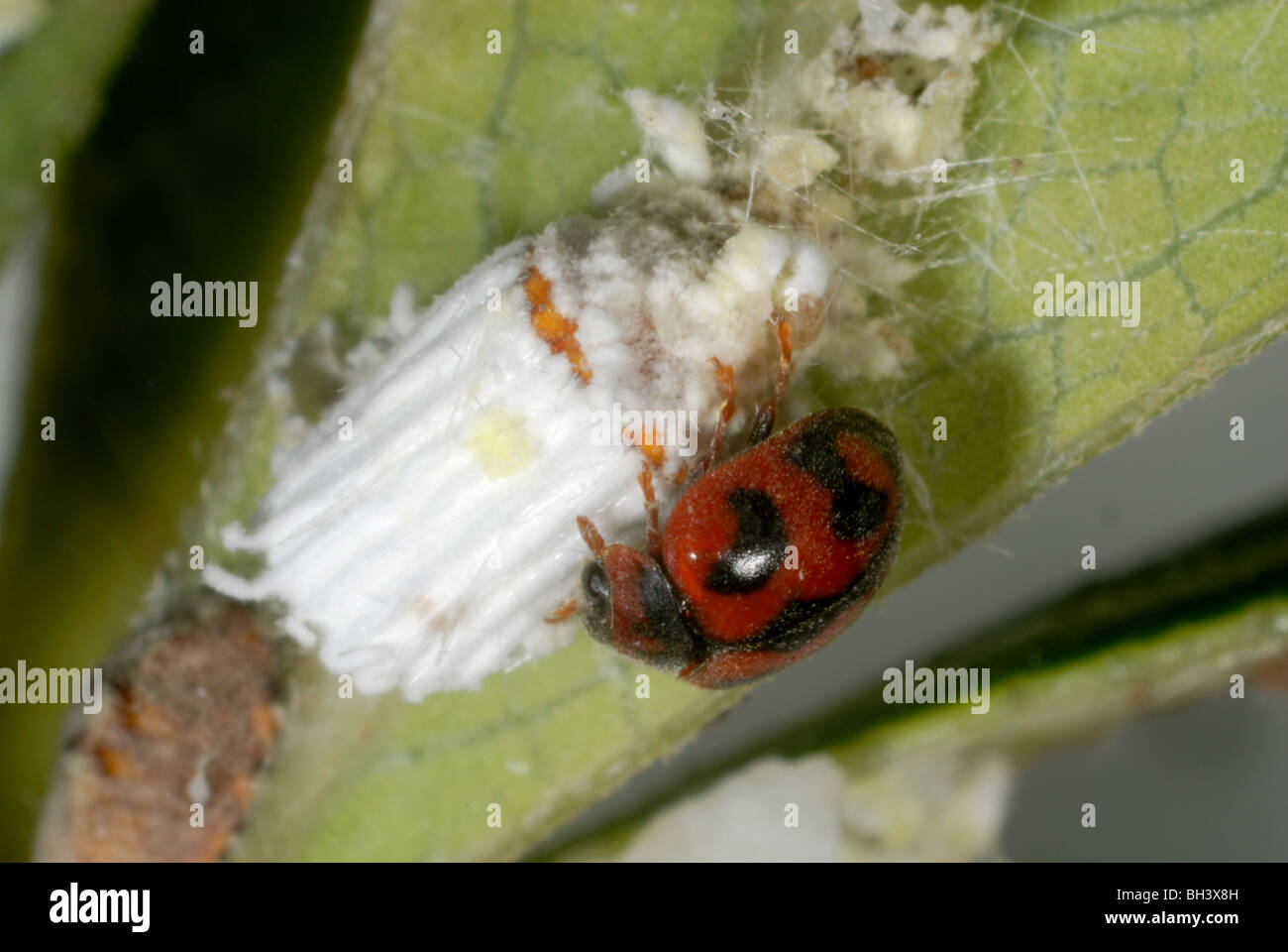 Vedalia beetles or cardinal ladybirds (Novius cardinalis) preying on ...