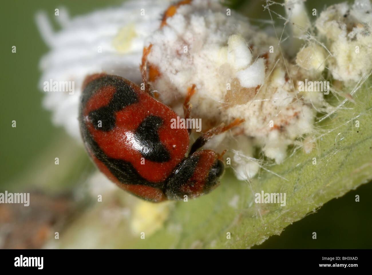 Vedalia beetles or cardinal ladybirds (Rodolia cardinalis) preying on ...