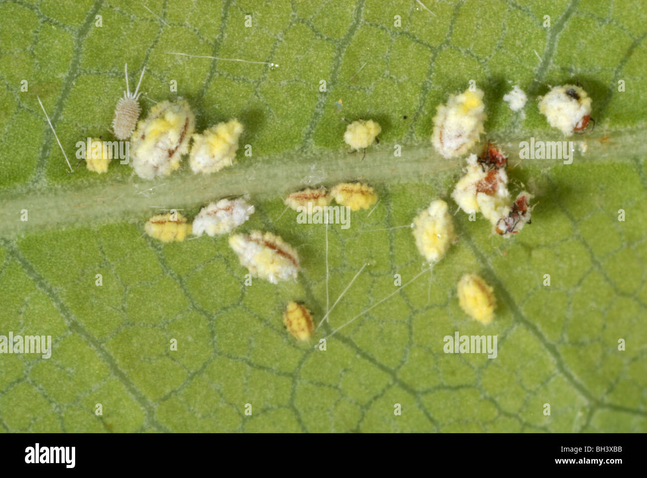 Cottony cushion scale (Icerya purchasi) nymphs on a leaf with a ...