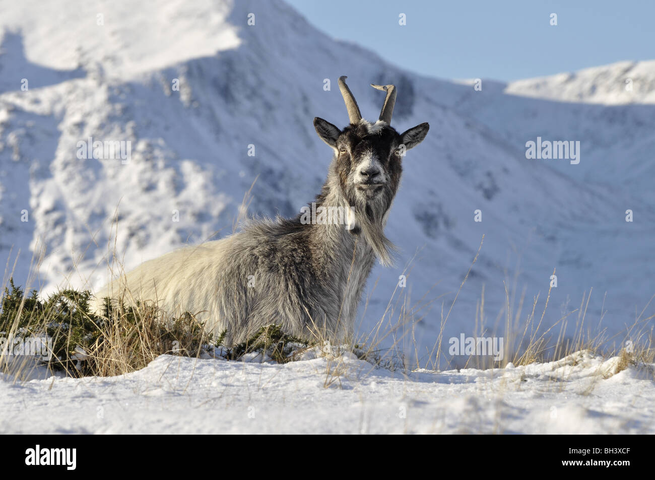 Feral Goat Gwern Gof Uchaf Tryfan Gwynedd North Wales Stock Photo - Alamy