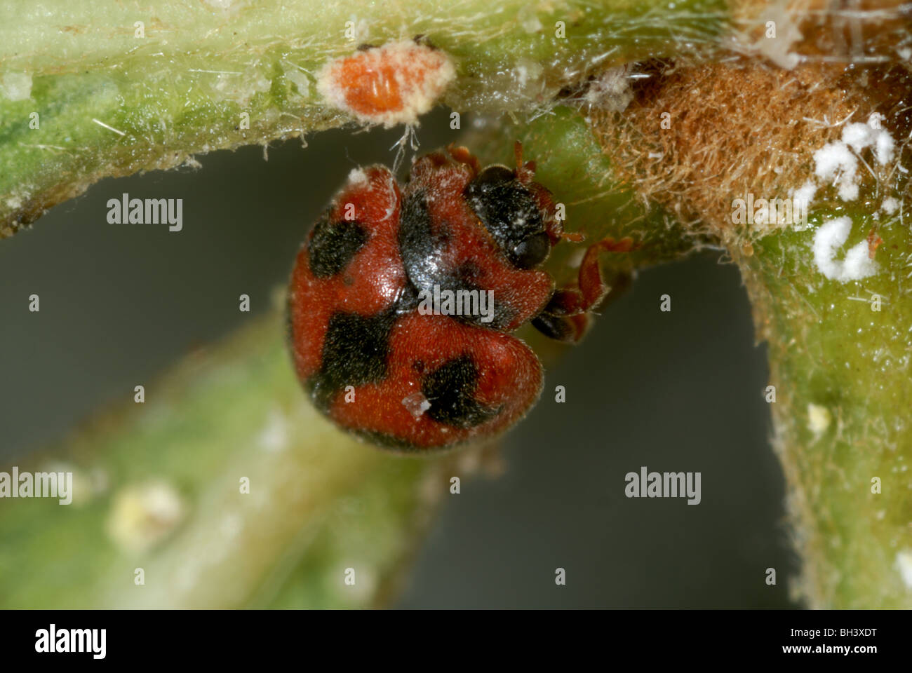 Vedalia beetles or cardinal ladybirds (Novius cardinalis) preying on ...