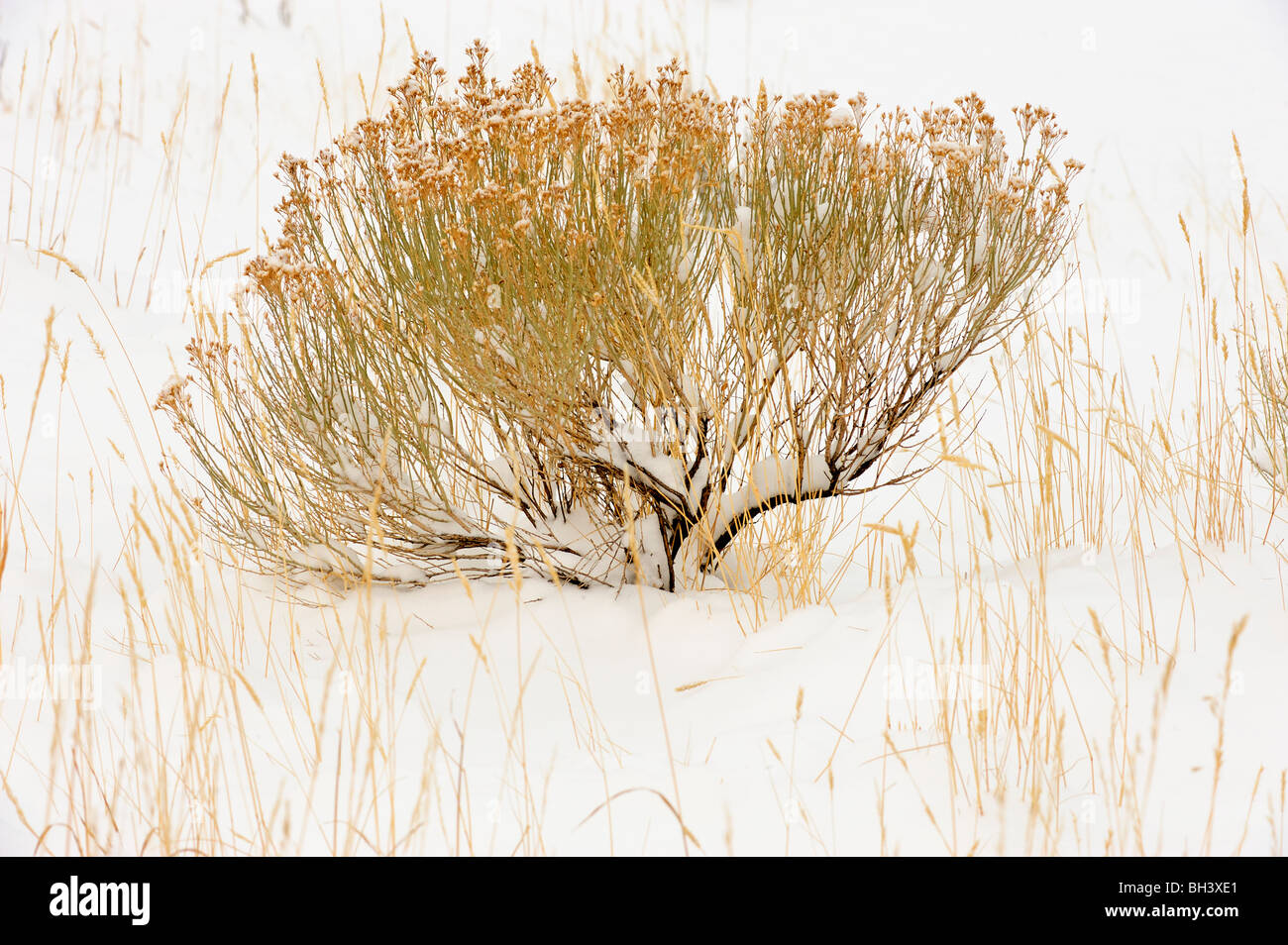 Sage in park hi-res stock photography and images - Alamy