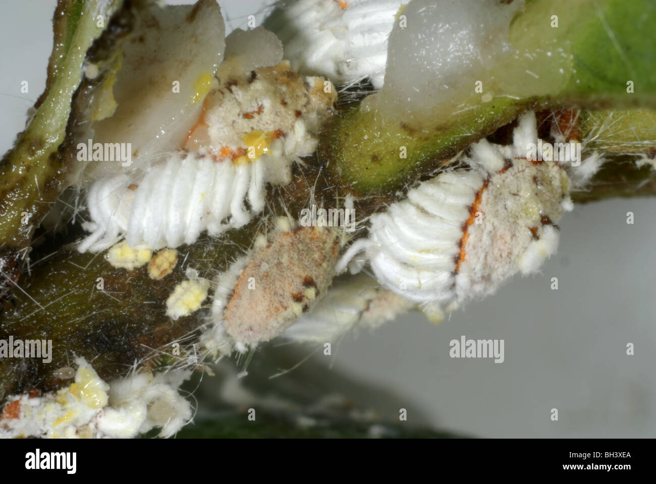 Cottony cushion scale (Icerya purchasi) adult & nymphs on a leaf Stock ...