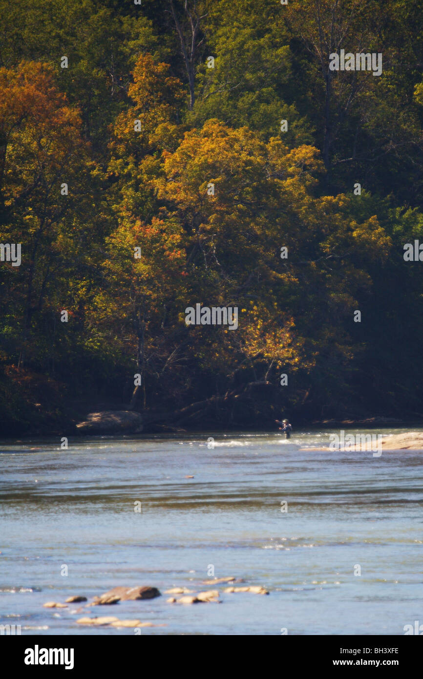 FLY FISHERMAN FISHING IN RIVER ENJOYING YELLOW FALL COLOR IN THE TREES ...