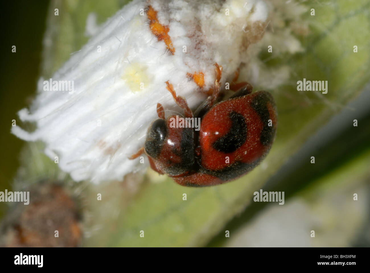 Vedalia beetles or cardinal ladybirds (Novius cardinalis) preying on ...