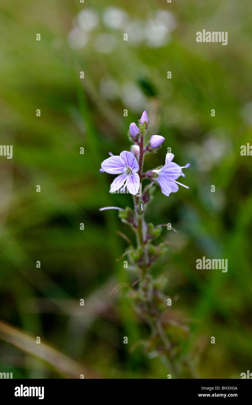 Wood speedwell (Veronica montana Stock Photo - Alamy