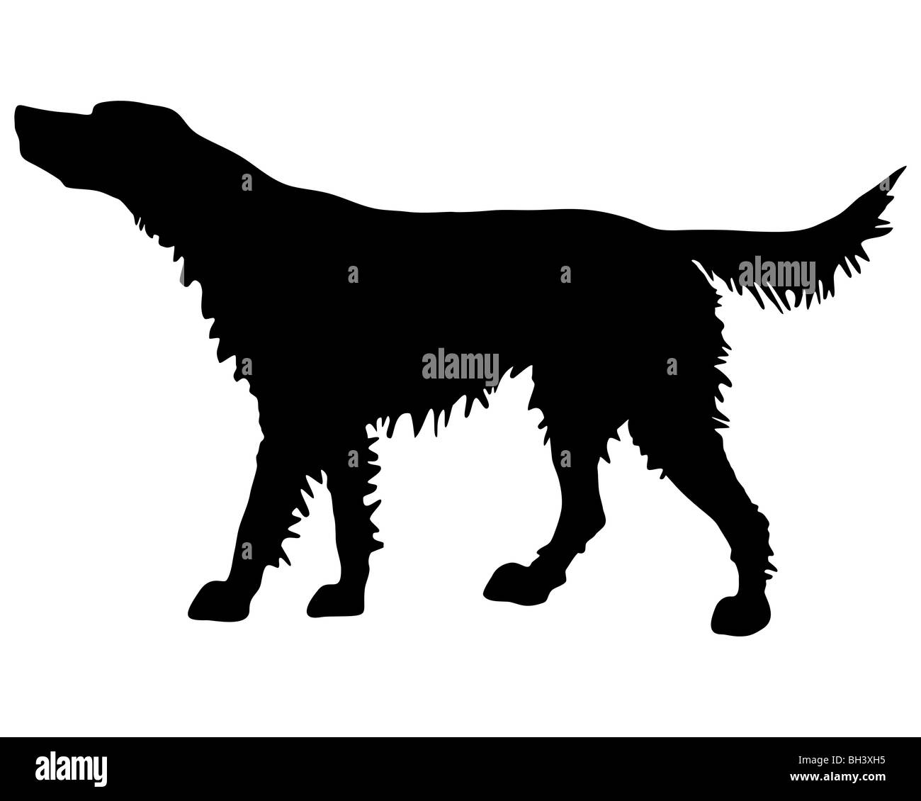 The black silhouette of an Irish Red Setter Stock Photo - Alamy