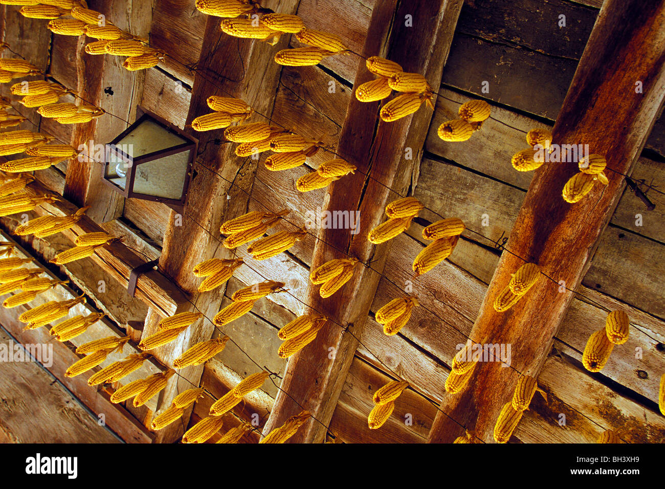 CORN DRYING UNDER A ROOF IN PEROUGES, AIN (01), FRANCE Stock Photo - Alamy