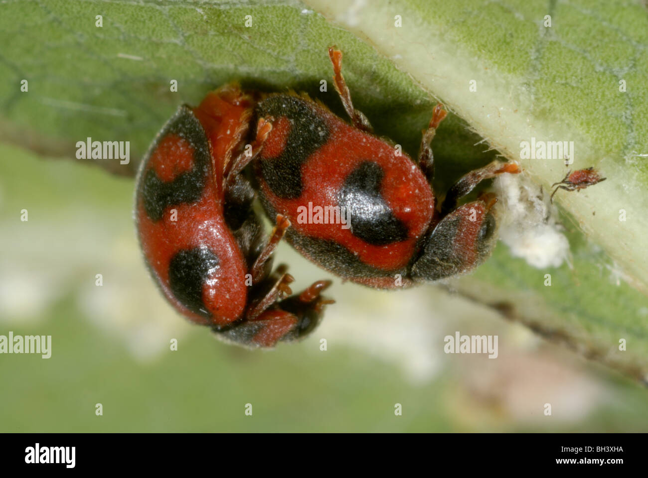 Vedalia beetles or cardinal ladybirds (Novius cardinalis) copulating ...