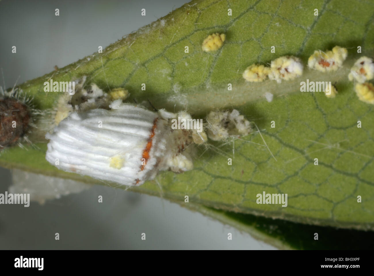 Cottony cushion scale (Icerya purchasi) adult & nymphs on a leaf Stock ...