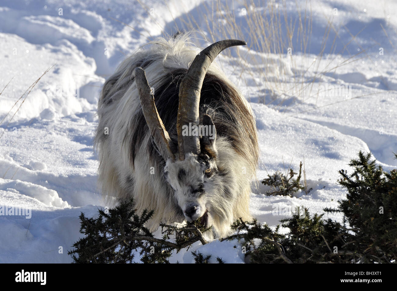 Feral Goat Gwern Gof Uchaf Tryfan Gwynedd North Wales Stock Photo - Alamy