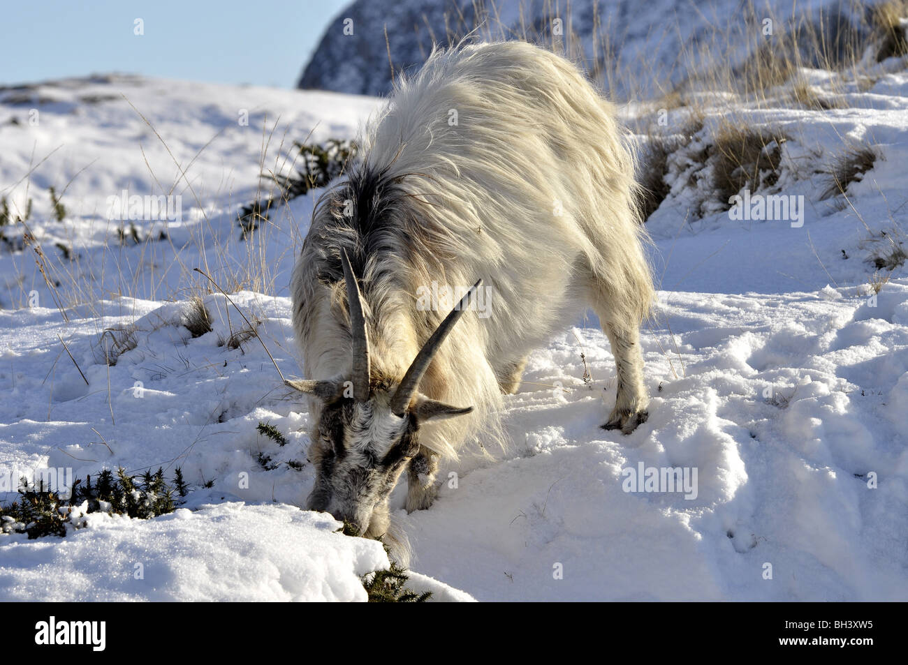 Feral Goat Gwern Gof Uchaf Tryfan Gwynedd North Wales Stock Photo - Alamy