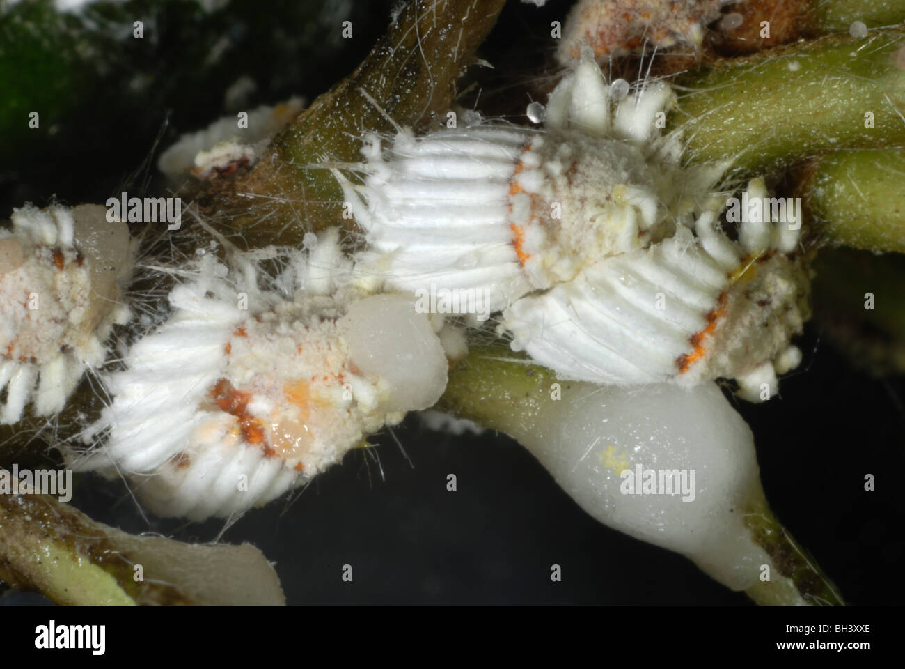 Cottony cushion scale citrus hi-res stock photography and images - Alamy