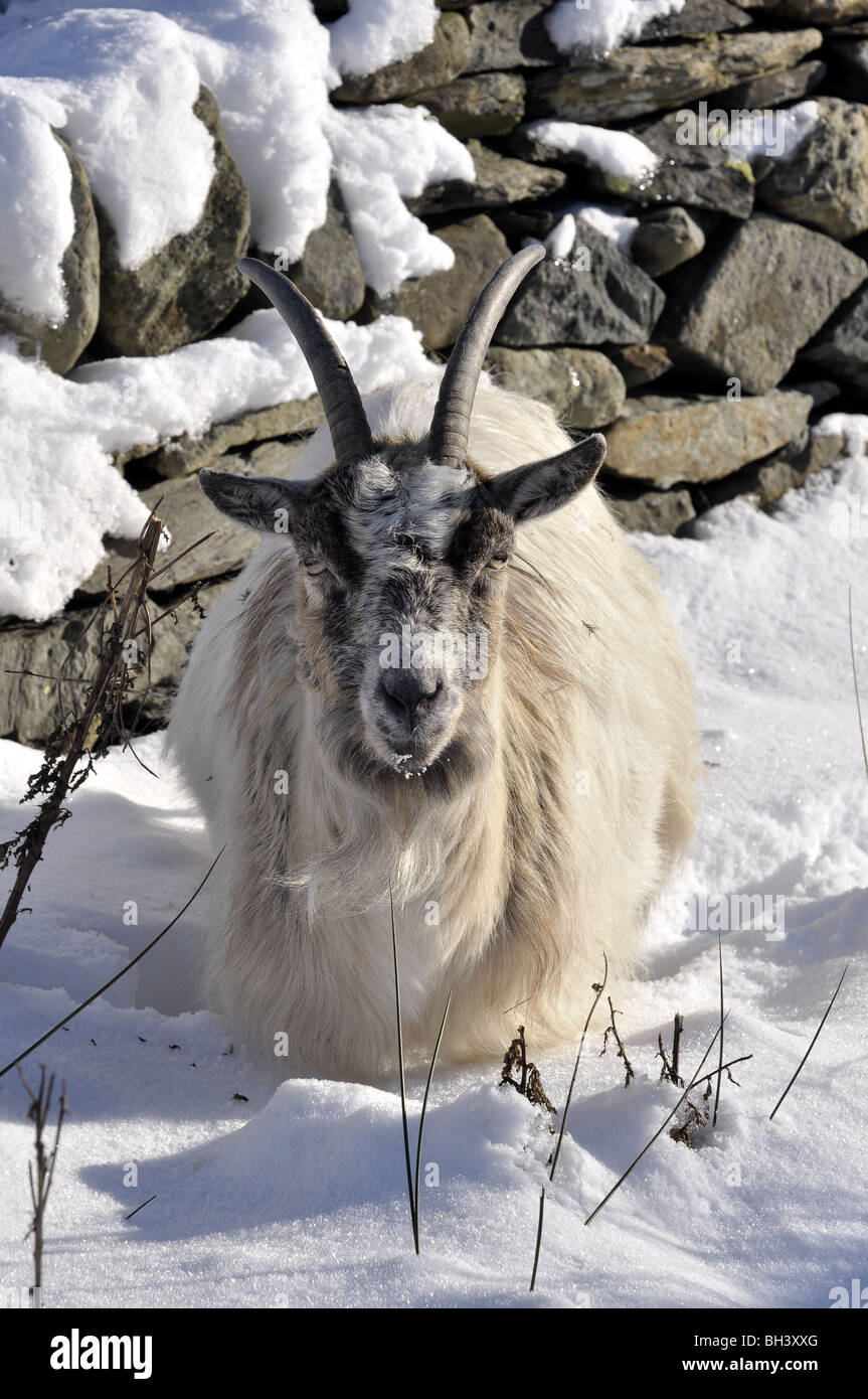 Feral Goat Gwern Gof Uchaf Tryfan Gwynedd North Wales Stock Photo - Alamy