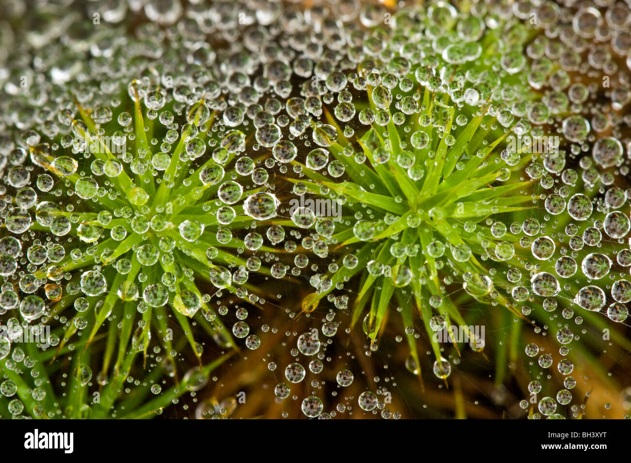 Spider webs on grass hi-res stock photography and images - Alamy