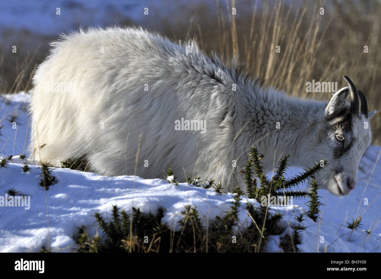 Feral Goat Gwern Gof Uchaf Tryfan Gwynedd North Wales Stock Photo - Alamy