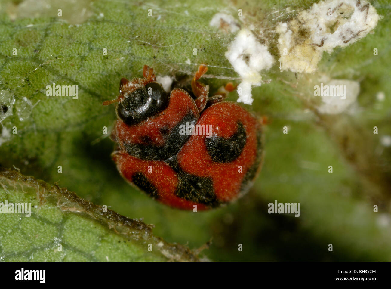 Ladybird cottony cushion scale hi-res stock photography and images - Alamy