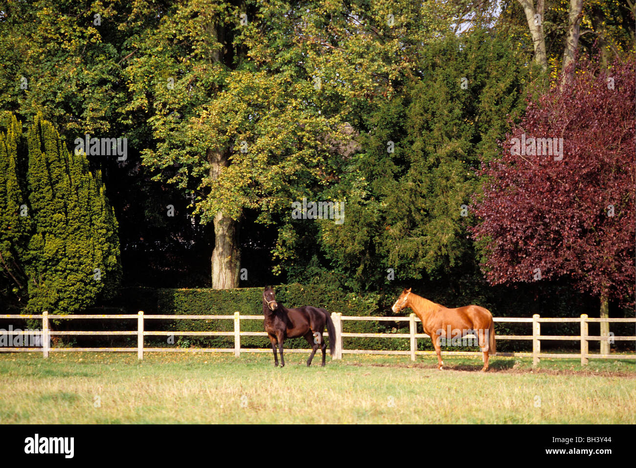 Quesnay stud farm hi-res stock photography and images - Alamy