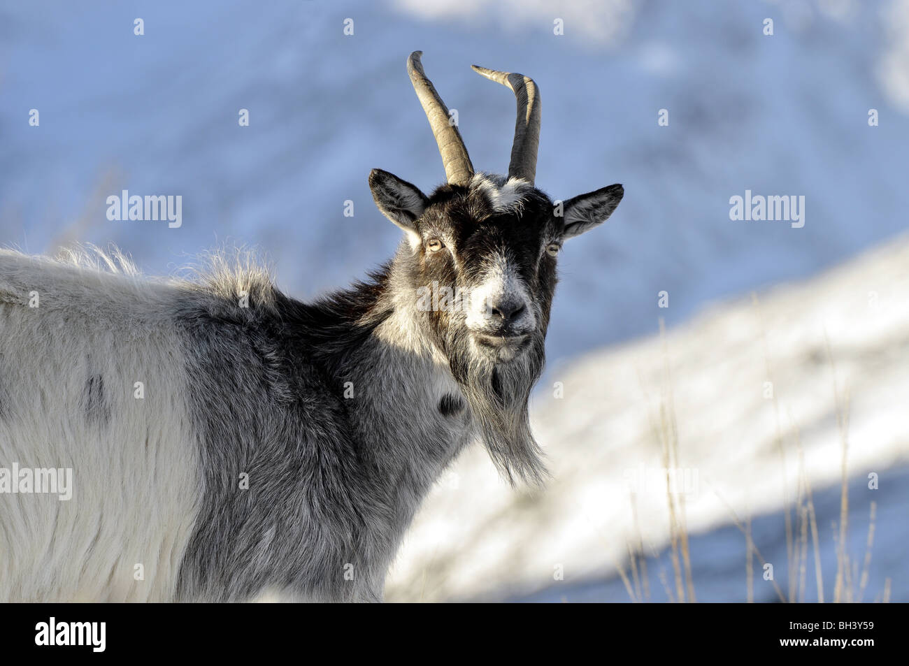Feral Goat Gwern Gof Uchaf Tryfan Gwynedd North Wales Stock Photo - Alamy