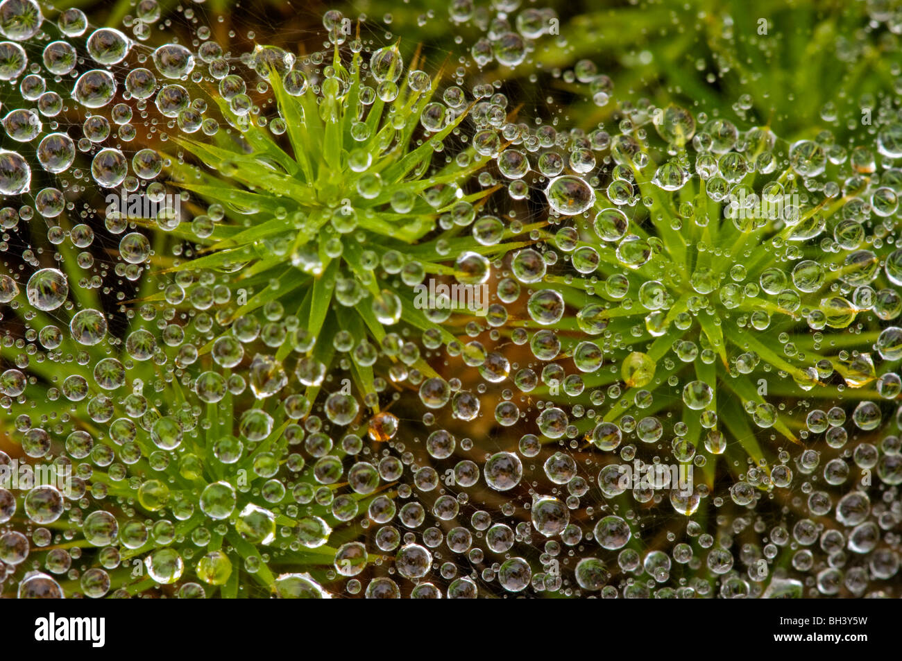 Spider webs on grass hi-res stock photography and images - Alamy