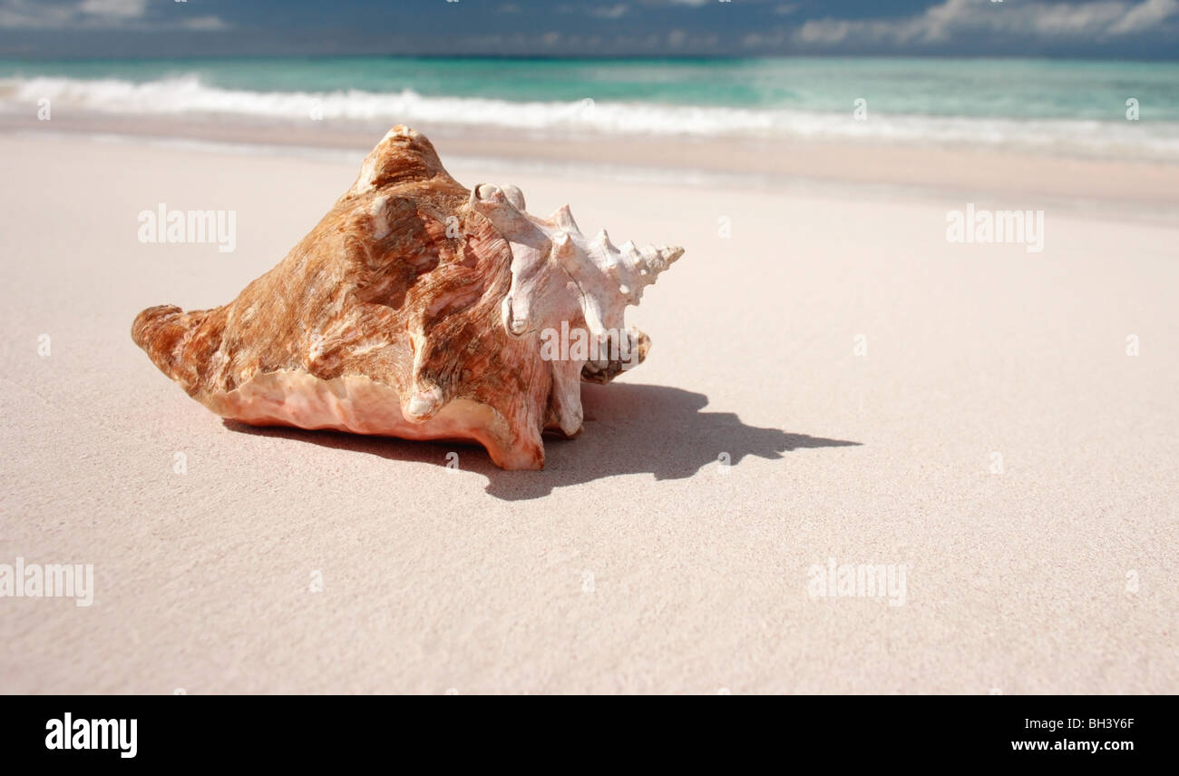 A single large sea shell on a deserted tropical beach Stock Photo - Alamy