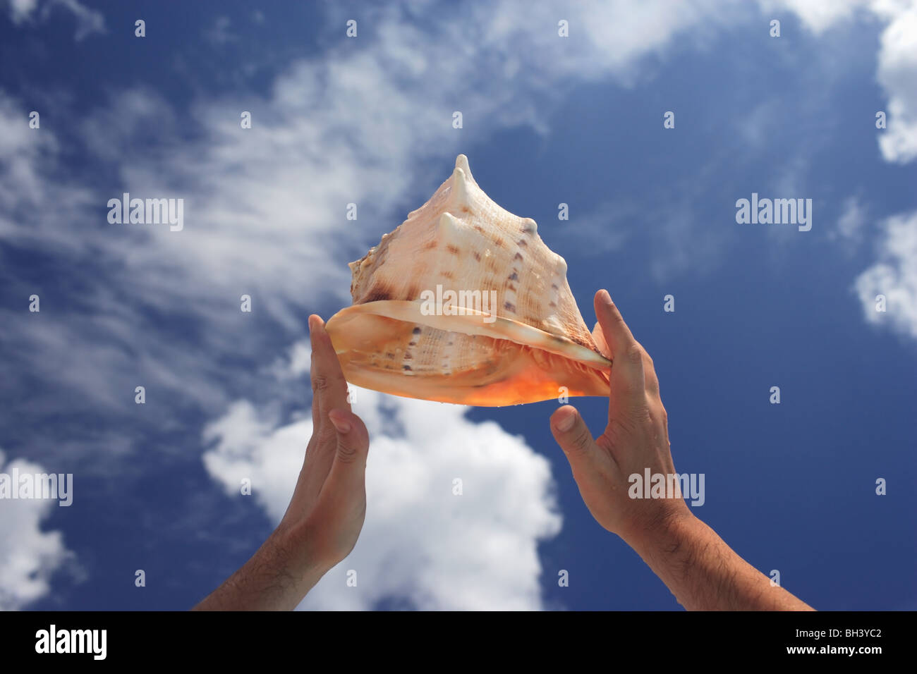 Hand holding conch shell hi-res stock photography and images - Alamy