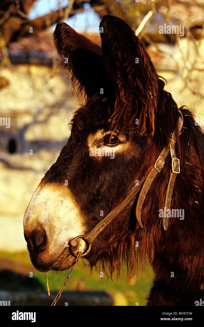 Baudet du poitou hi-res stock photography and images - Alamy