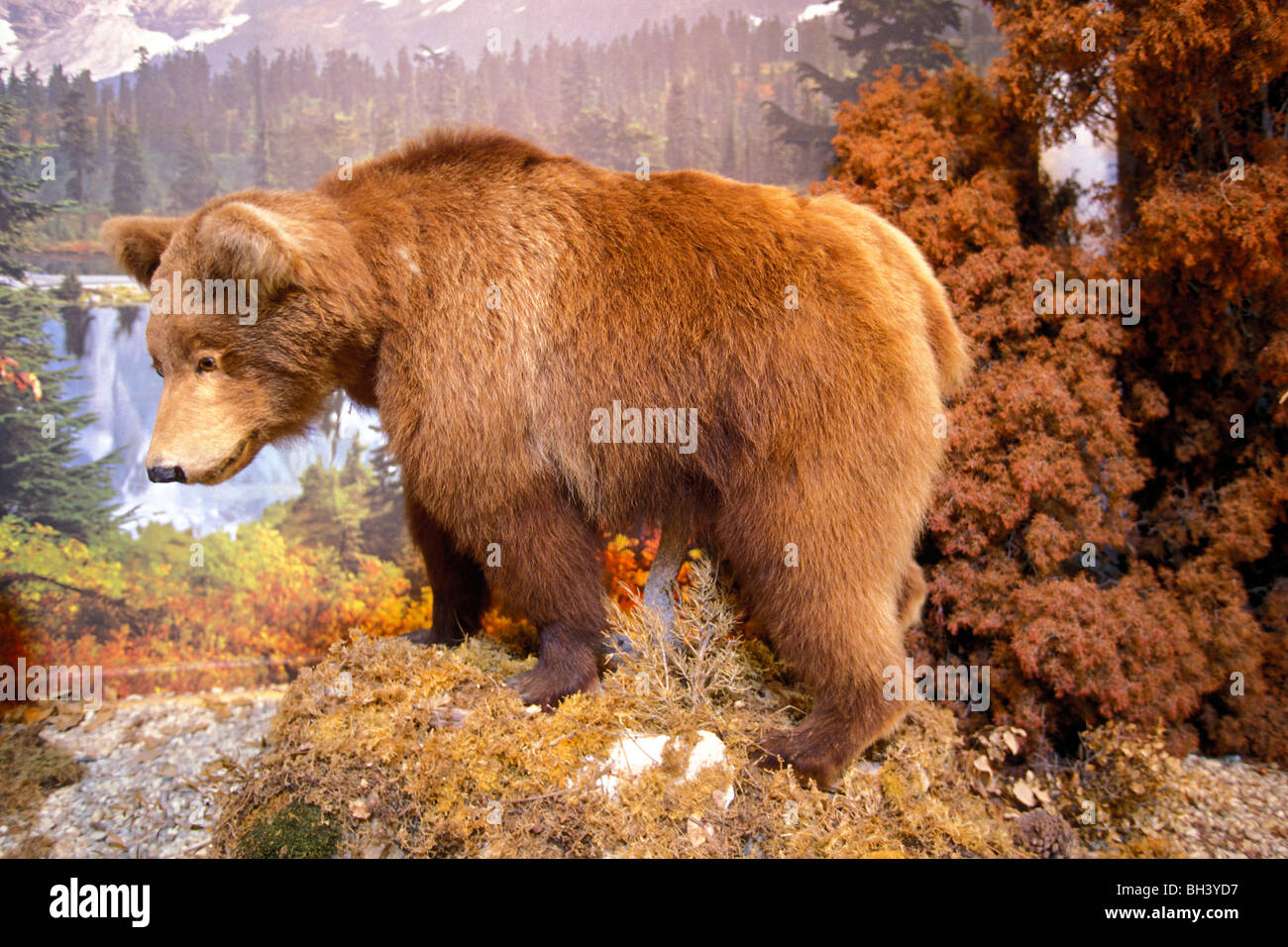 PYRENEES BEAR, FAUNA MUSEUM, WINE PRODUCERS OF MONT TENAREL D'OCTAVIANA ...