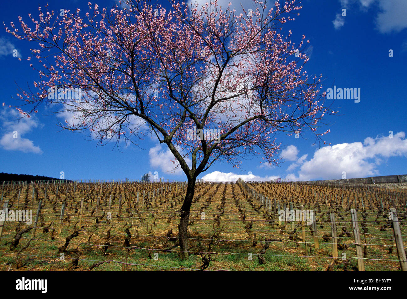 TREE WITH PINK FLOWERS IN THE VINEYARDS OF POMMARD, COTE D'OR (21 ...