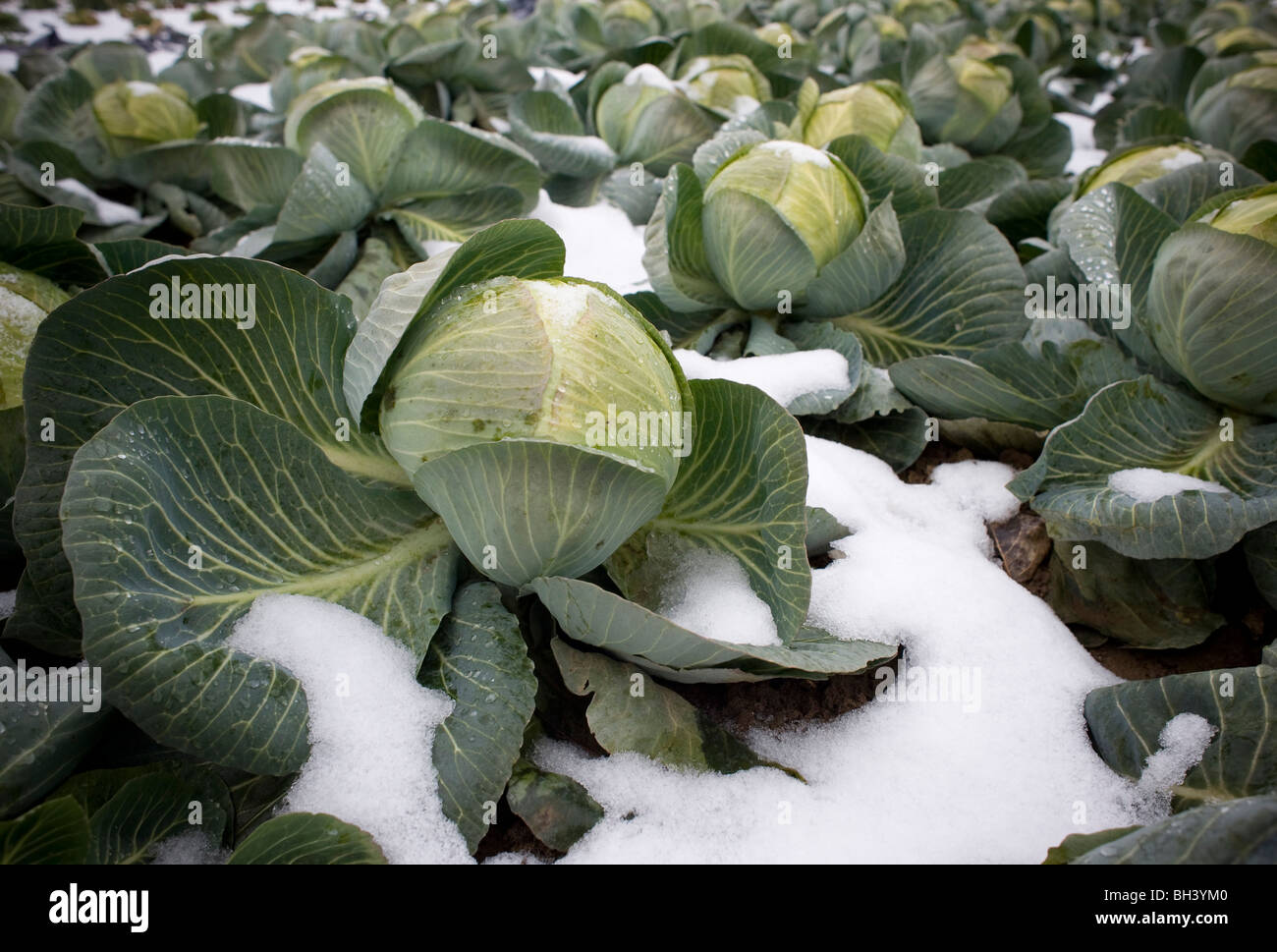 Snow Cabbage Stock Photos & Snow Cabbage Stock Images - Alamy