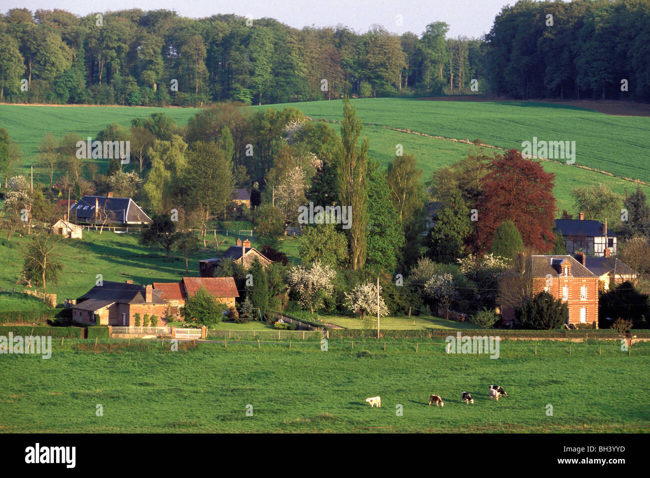 Pasture landscape of norman bocages hi-res stock photography and images ...