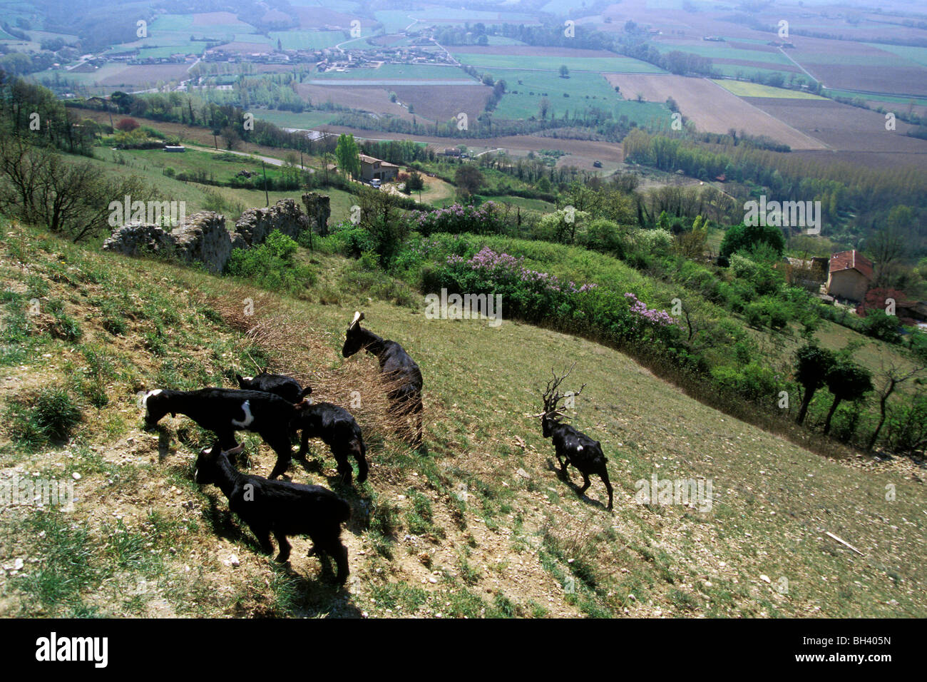GOATS, PASTURE IN ALBON, DROME (26), FRANCE Stock Photo - Alamy