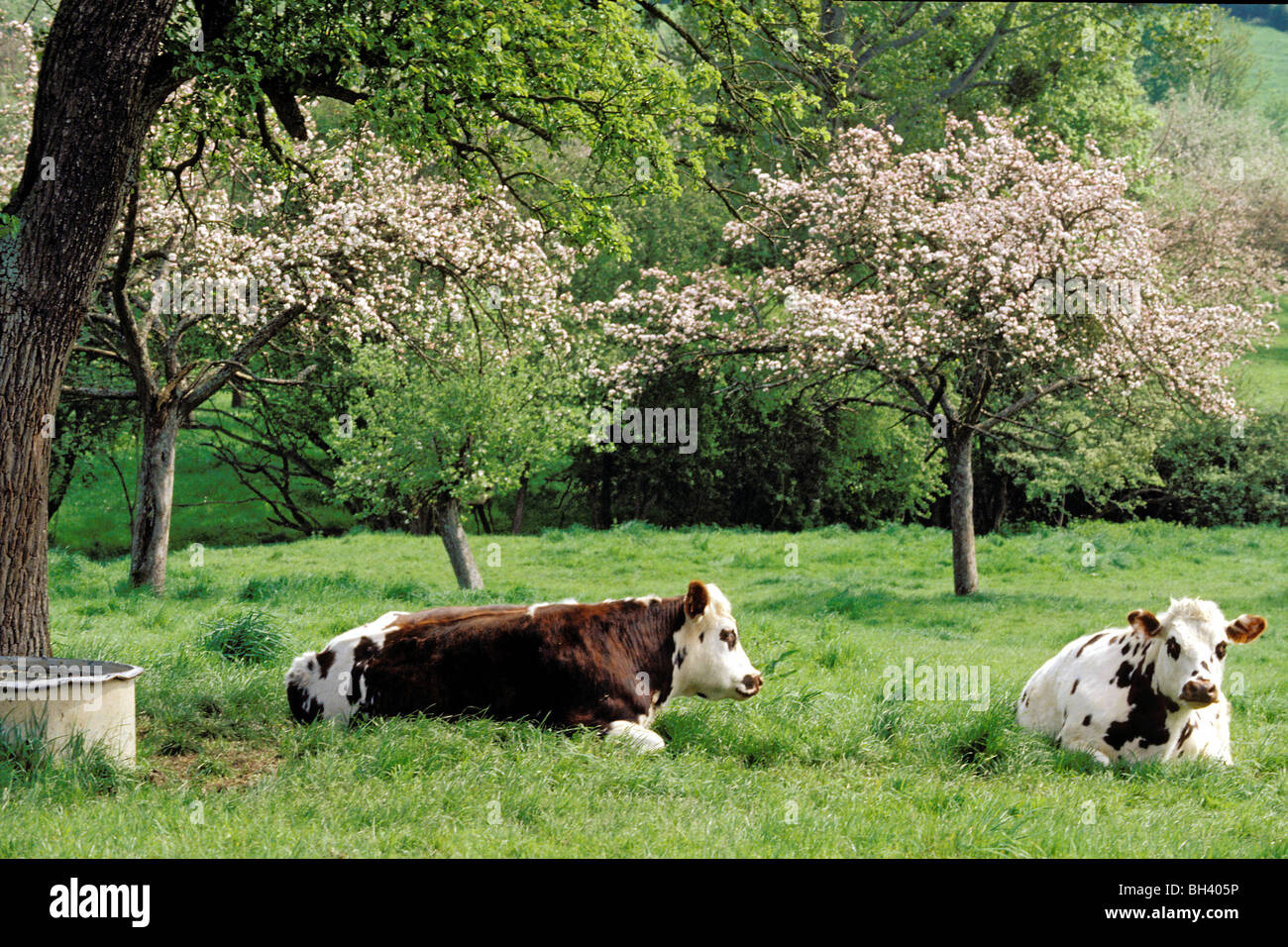 FLOWERING APPLE TREES AND NORMANDY COWS, EURE (27), NORMANDY, FRANCE ...