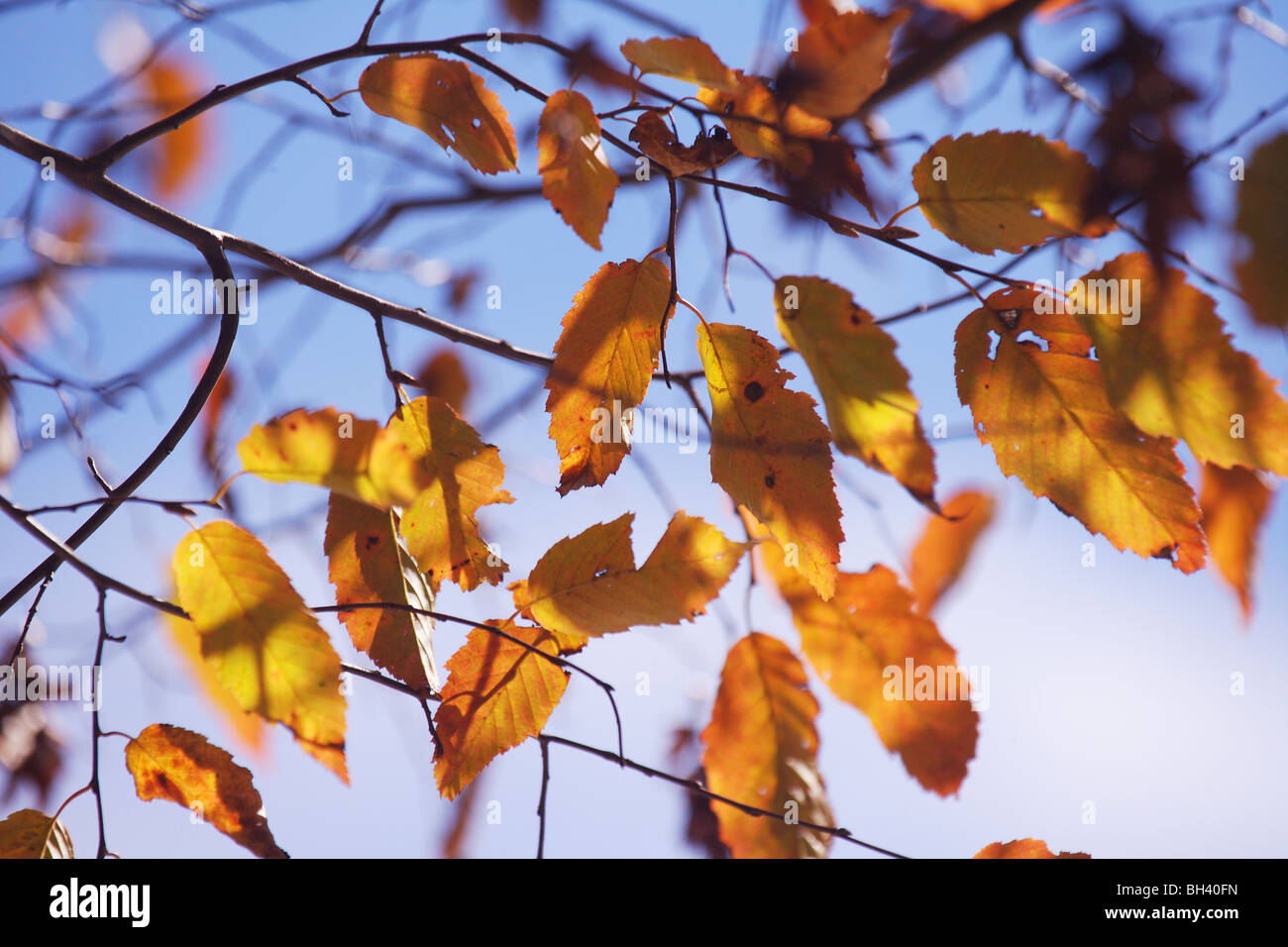 Georgia fall trees hi-res stock photography and images - Alamy