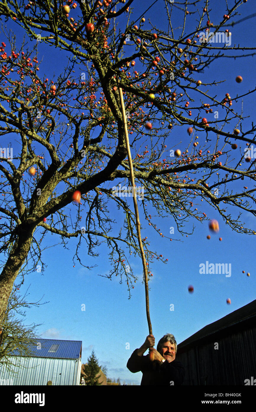 CIDER-MAKER IN HIS ORCHARD WITH HIS POLE FOR GATHERING APPLES, EURE (27 ...