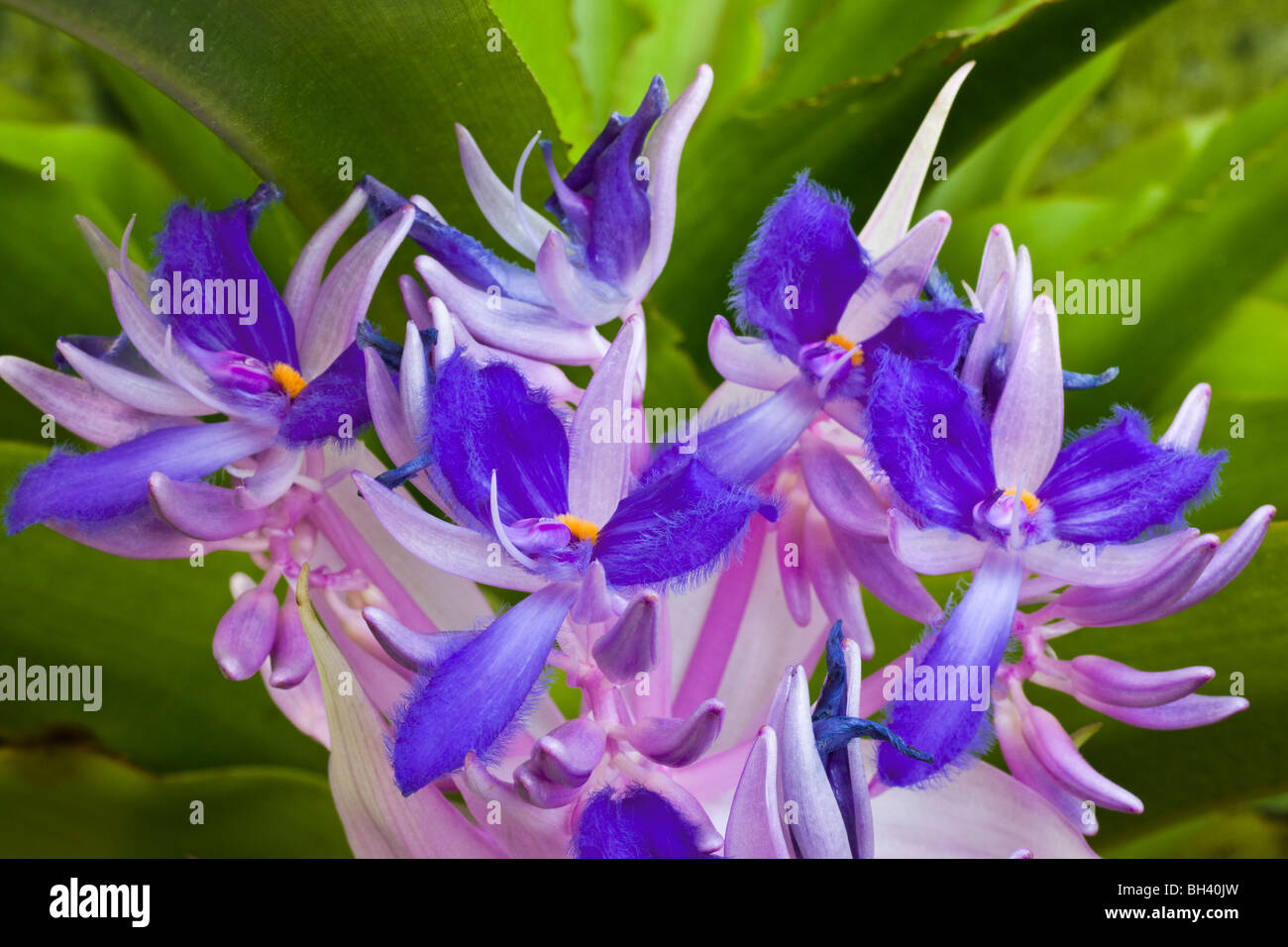 Epiphyte: Cochliostema odoratissimum. In the wild, plants grow as ...