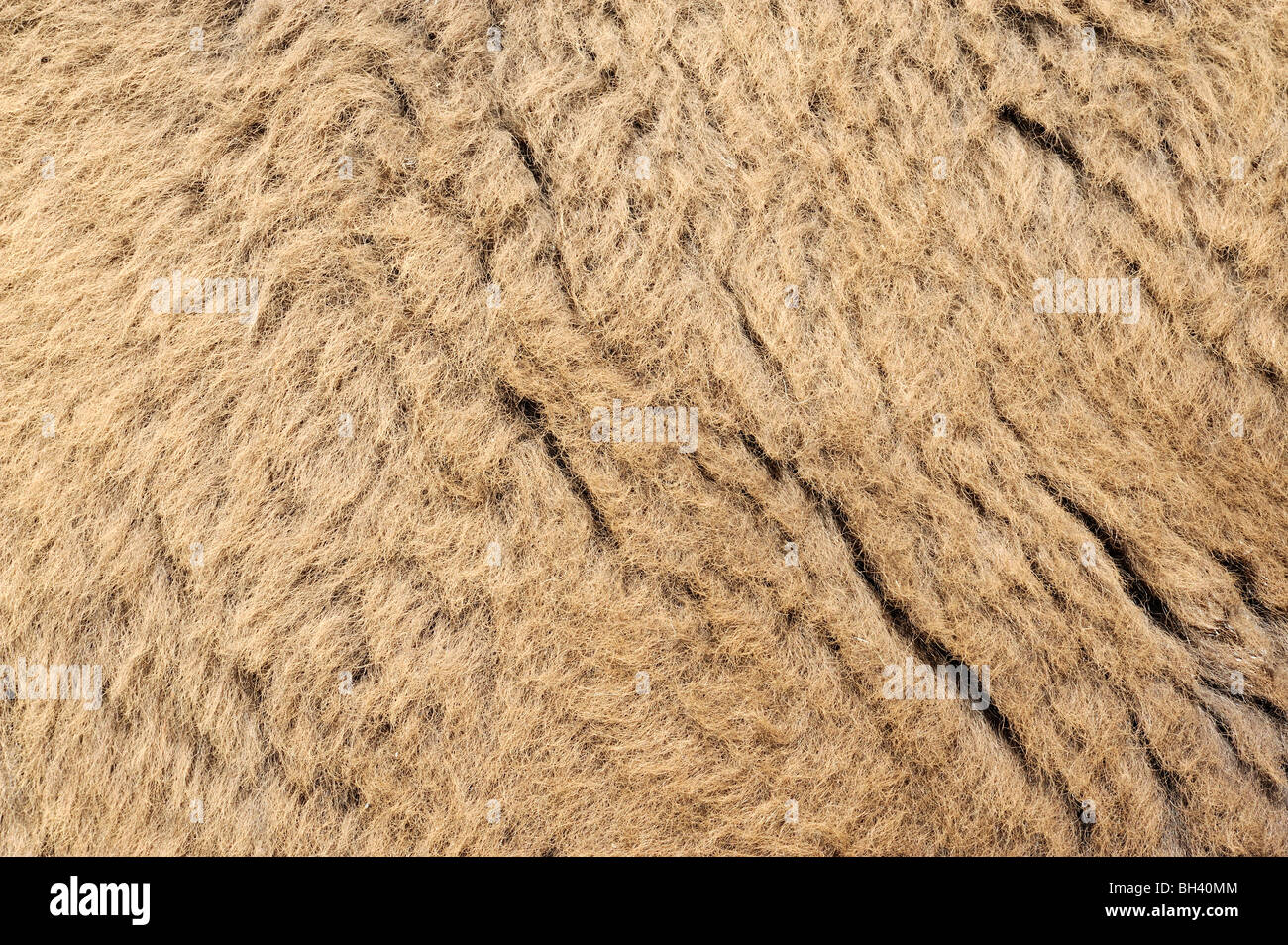 Bison coat hi-res stock photography and images - Alamy