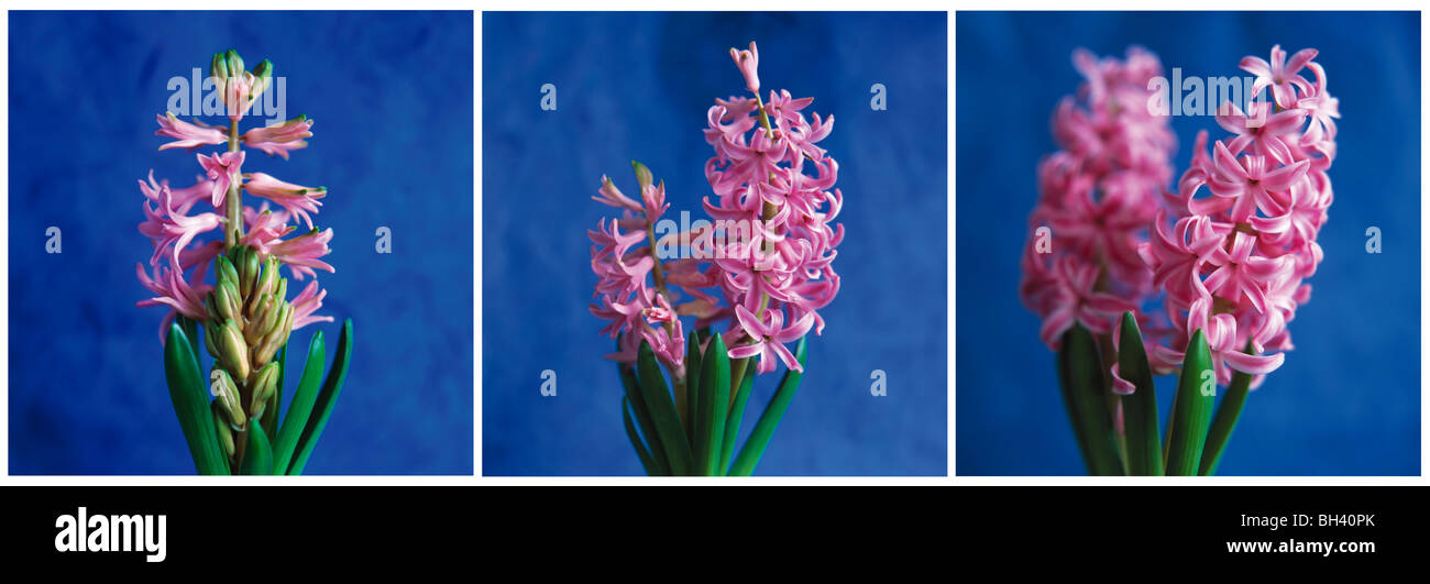 Sequence of 3 stages of growing hyacinth flower Stock Photo - Alamy