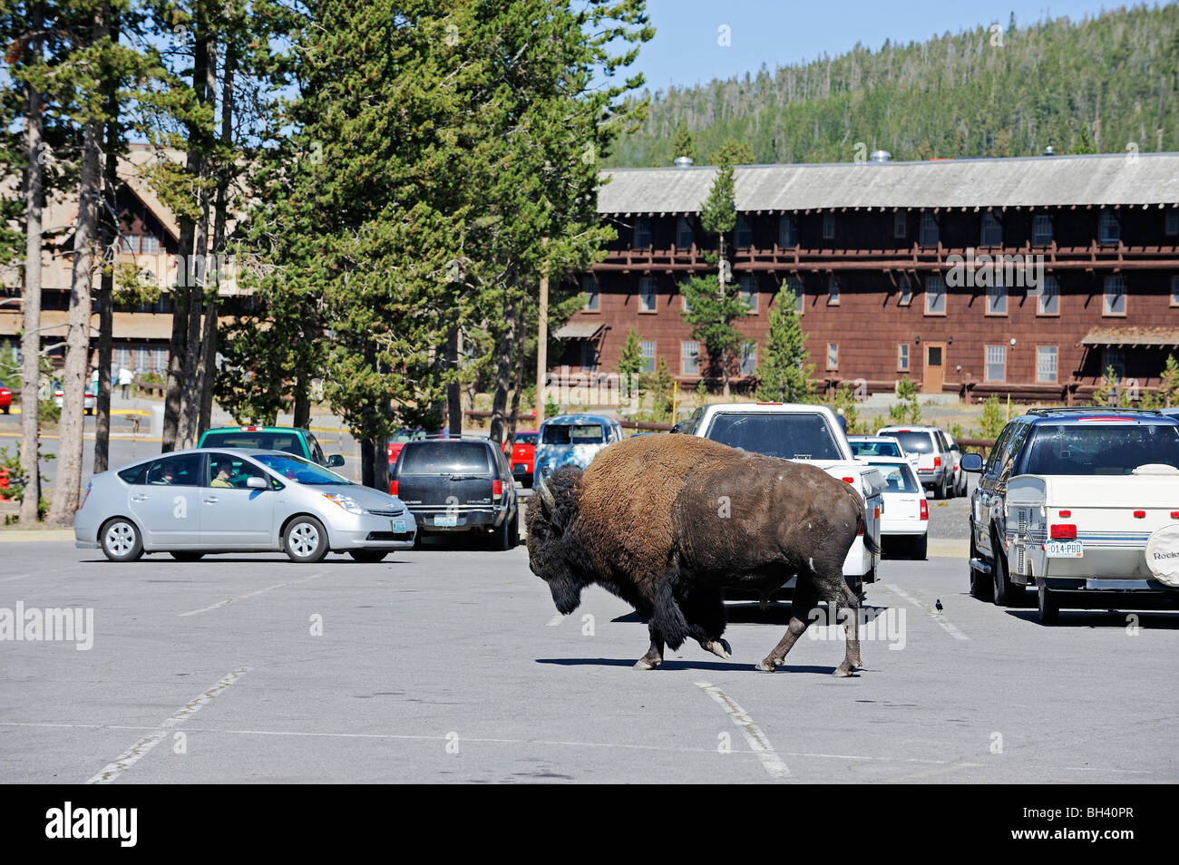 Bison and car hi-res stock photography and images - Alamy