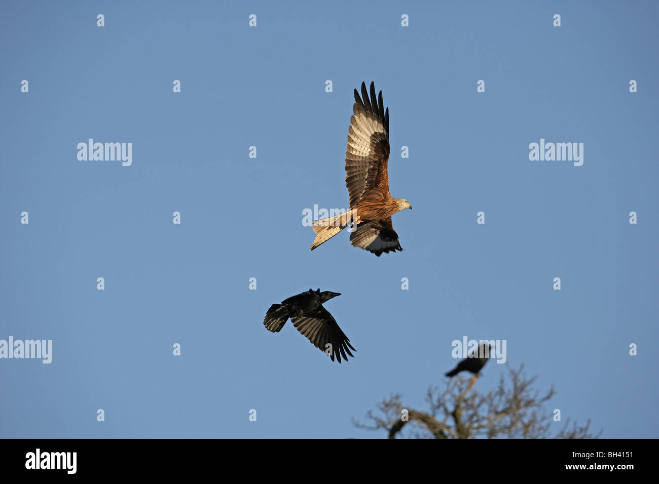 Raven with prey hi-res stock photography and images - Alamy