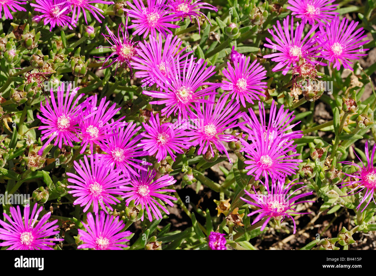Ice plant hi-res stock photography and images - Alamy