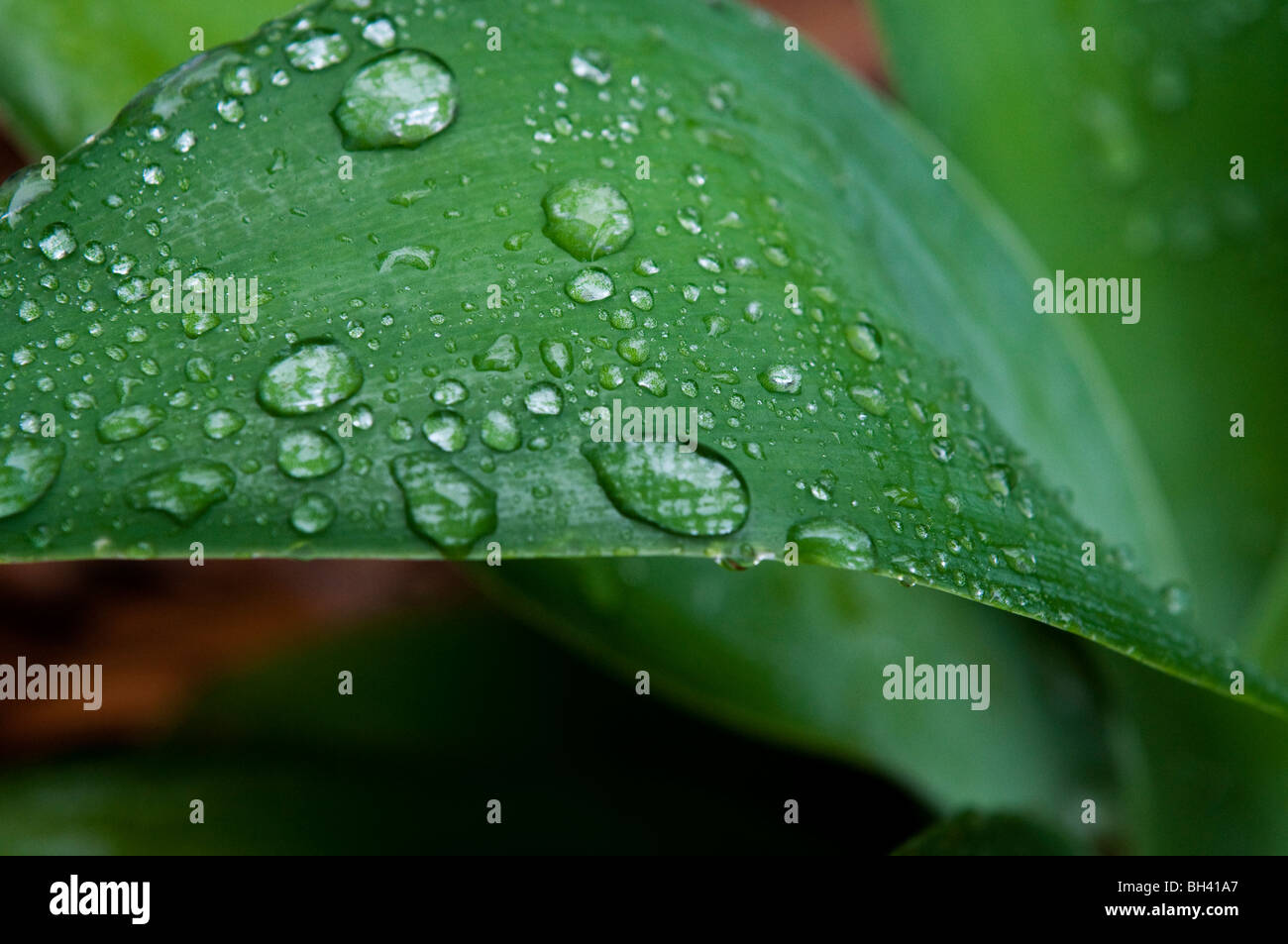 Agave Vera with droplets of rain Stock Photo - Alamy