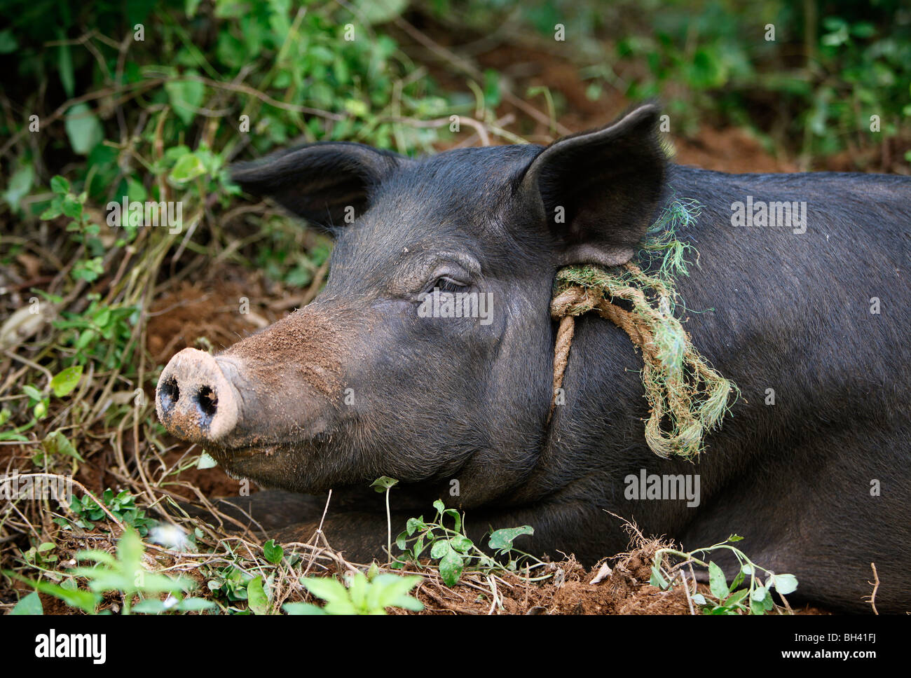 Domestic pig hi-res stock photography and images - Alamy