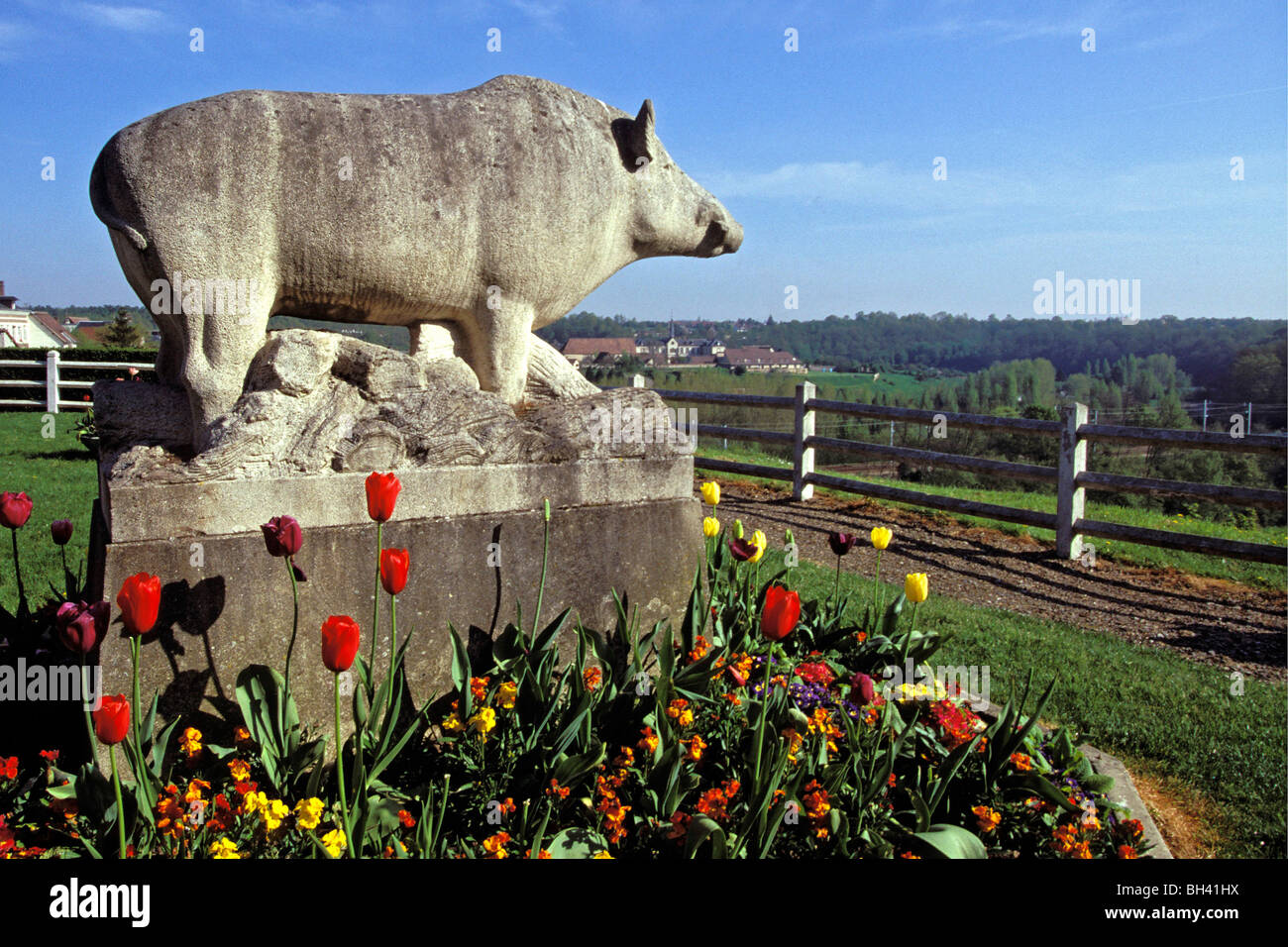 WILD BOAR, MUNICIPAL PARK OF CONCHES-EN-OUCHE, EURE (27), NORMANDY ...