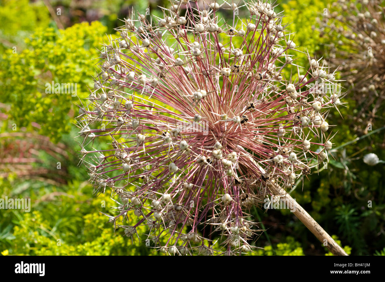 Alium hi-res stock photography and images - Alamy