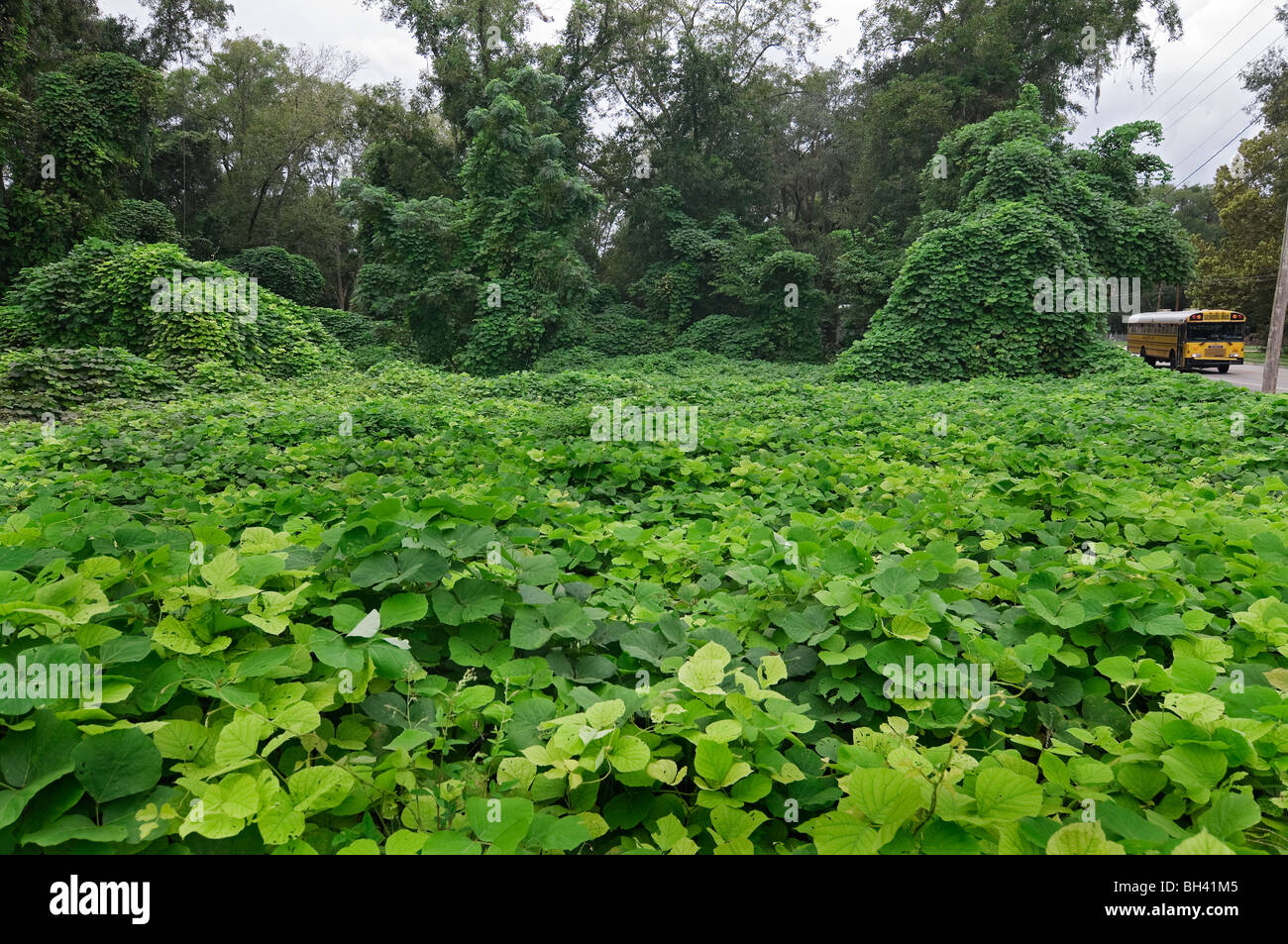 Kudzu plant hi-res stock photography and images - Alamy