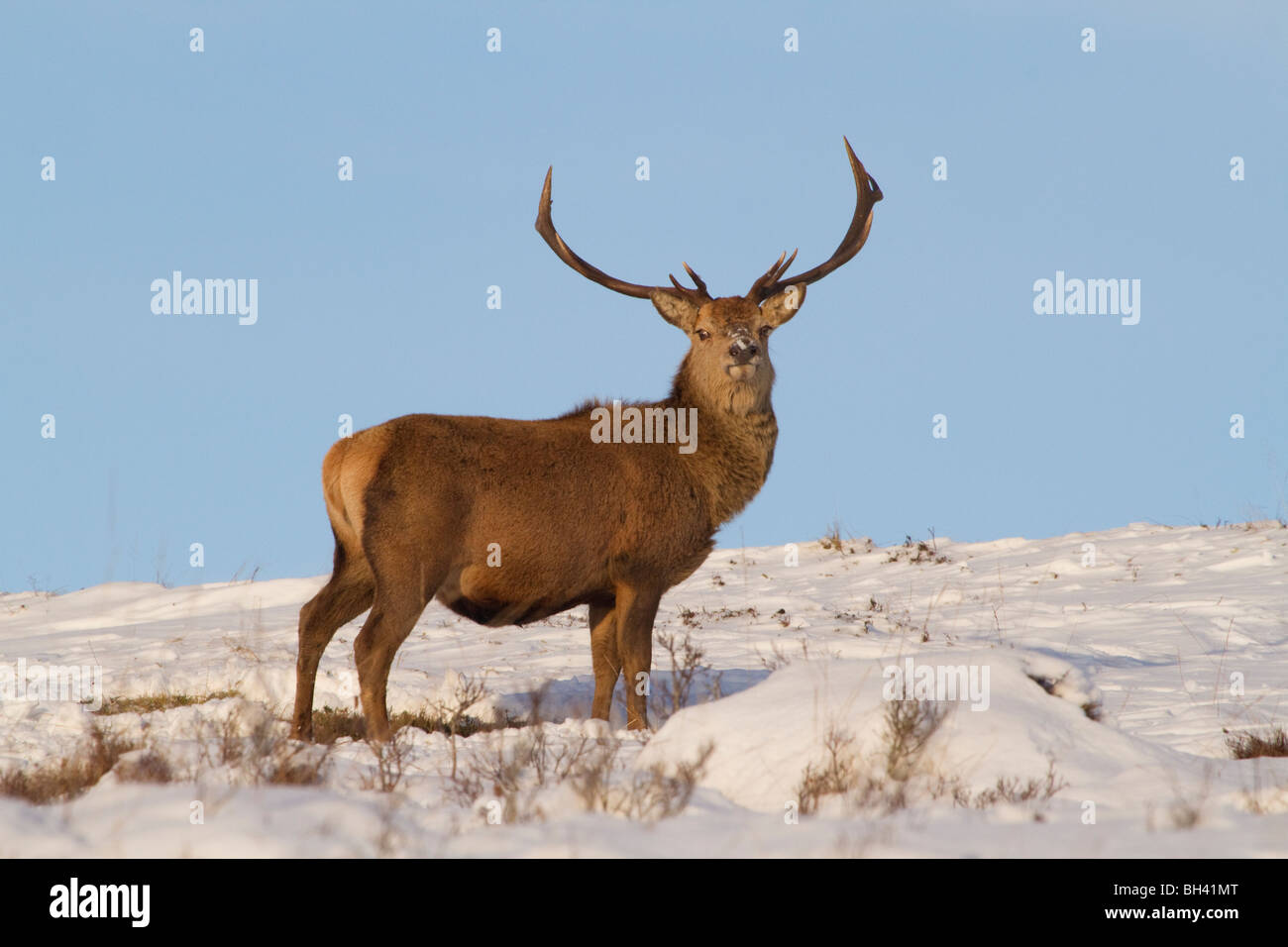 Scottish stags hi-res stock photography and images - Alamy