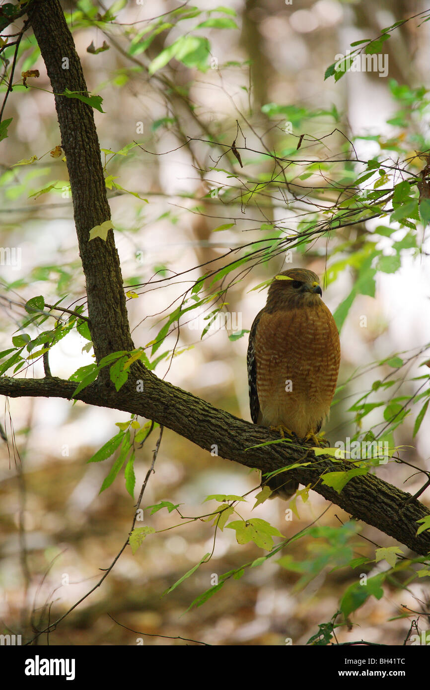 RED-TAILED HAWK SITTING IN A TREE GEORGIA Stock Photo - Alamy