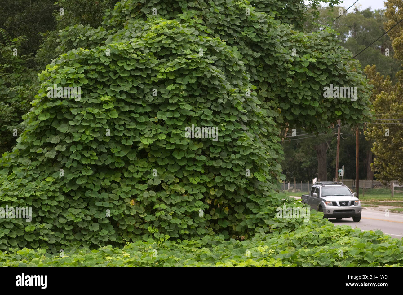 kudzu vines cover landscape in High Springs Florida Stock Photo - Alamy